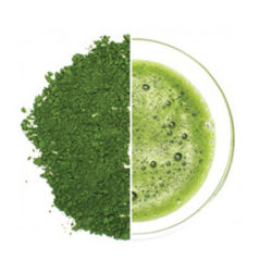 Tea Cultivars: All About the Plant! | Kyoto Obubu Tea Farms