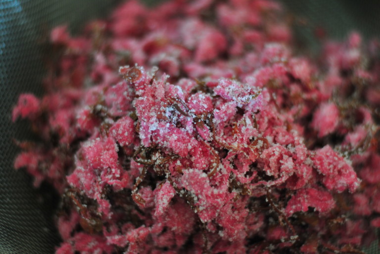 Spring in bloom, time for sweet sakura cha | Kyoto Obubu Tea Farms