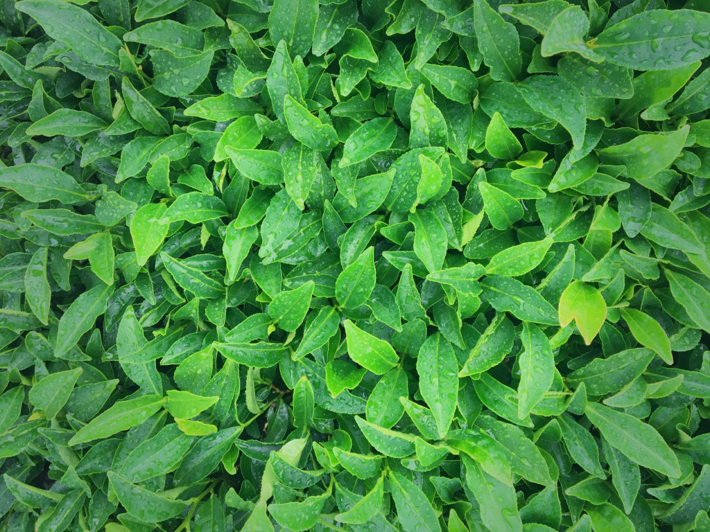 A brief summary of Japanese Tea – Carly De La Cruz – Kyoto Obubu Tea Farms