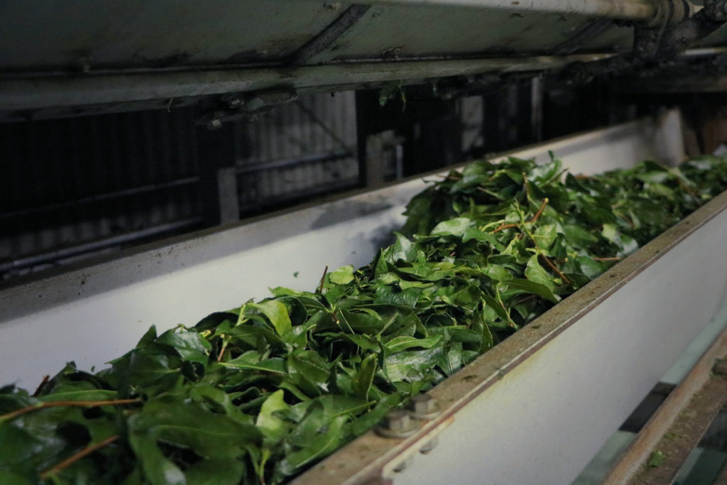 A brief summary of Japanese Tea – Carly De La Cruz | Kyoto Obubu Tea Farms