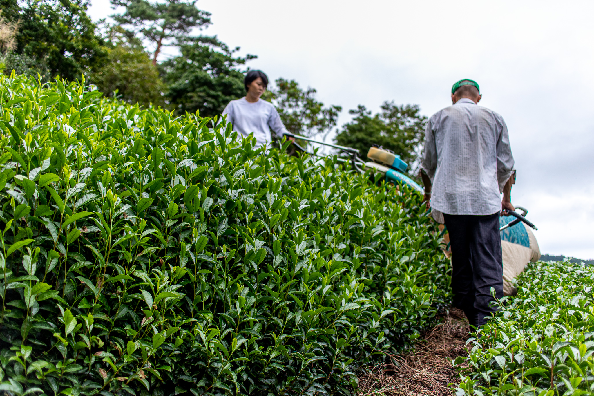Five Types of Activities at Obubu for Interns – Kyoto Obubu Tea Farms
