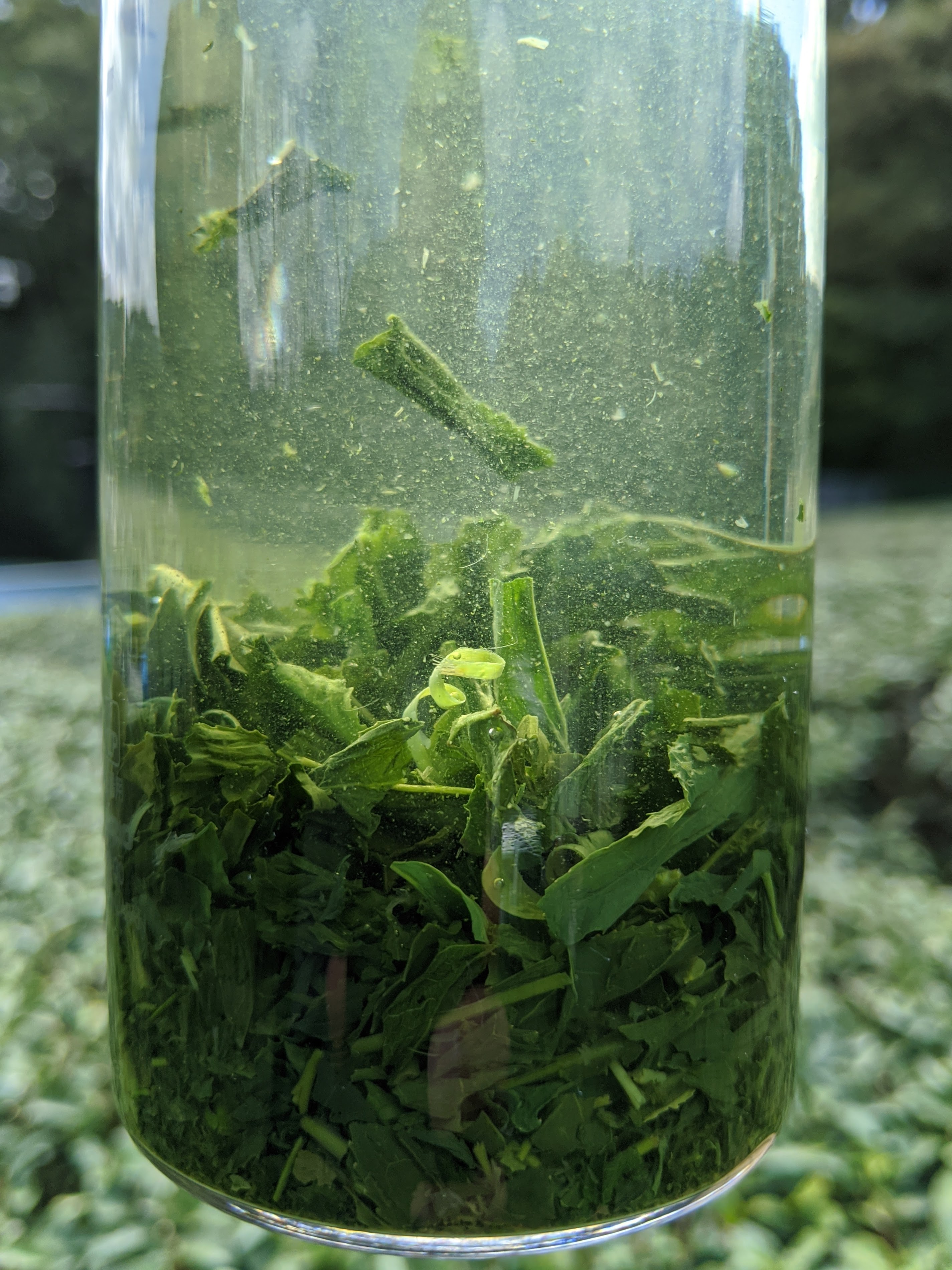 Obubu_Tea_Farm_Cold_brewing_by_Giedre_Trumpiene | Kyoto Obubu Tea Farms