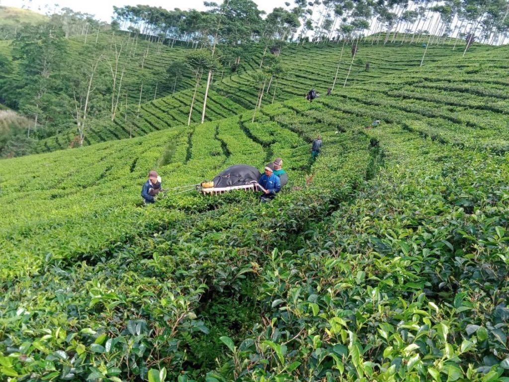 Tea in Indonesia | Kyoto Obubu Tea Farms