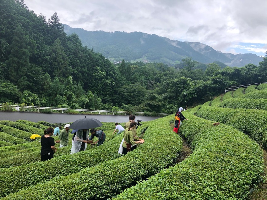 Summer Tea Hand Picking and Hand Rolling Event 2020 - Kyoto Obubu Tea Farms