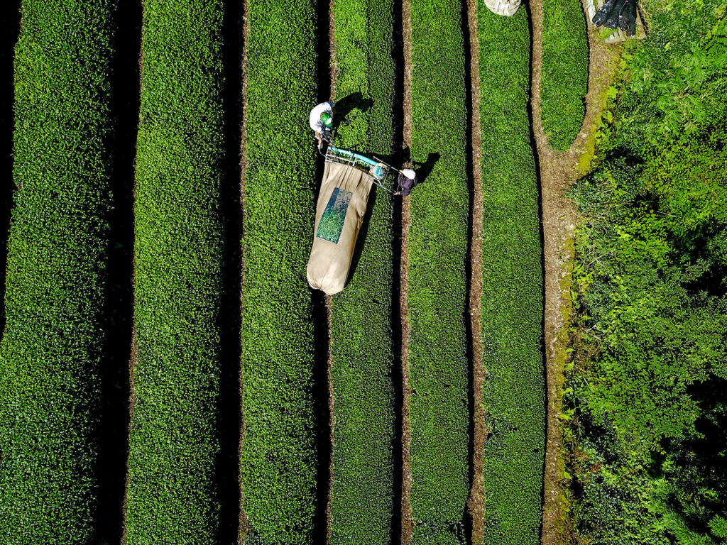 Newsletter | Kyoto Obubu Tea Farms