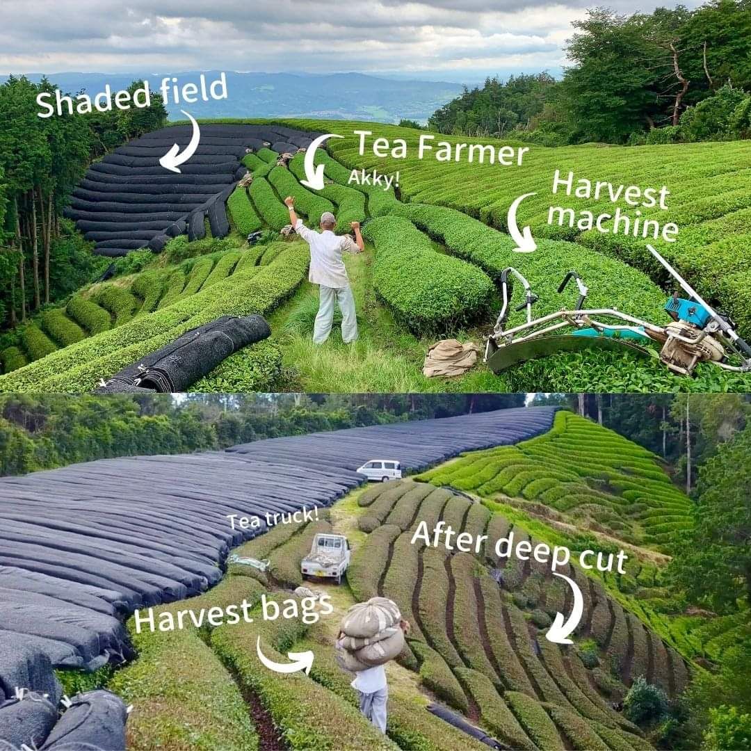 Spring/Summer 2021 Volunteer Form – Kyoto Obubu Tea Farms