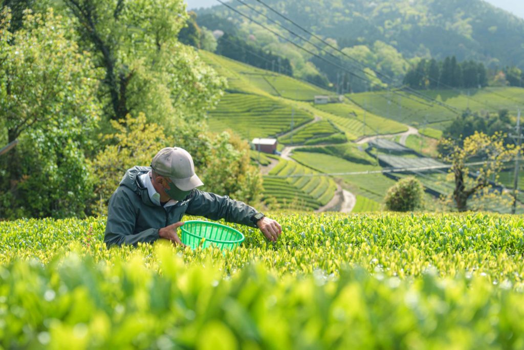 Online Tea Education | Kyoto Obubu Tea Farms