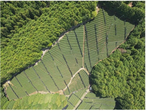Picture 1 | Kyoto Obubu Tea Farms