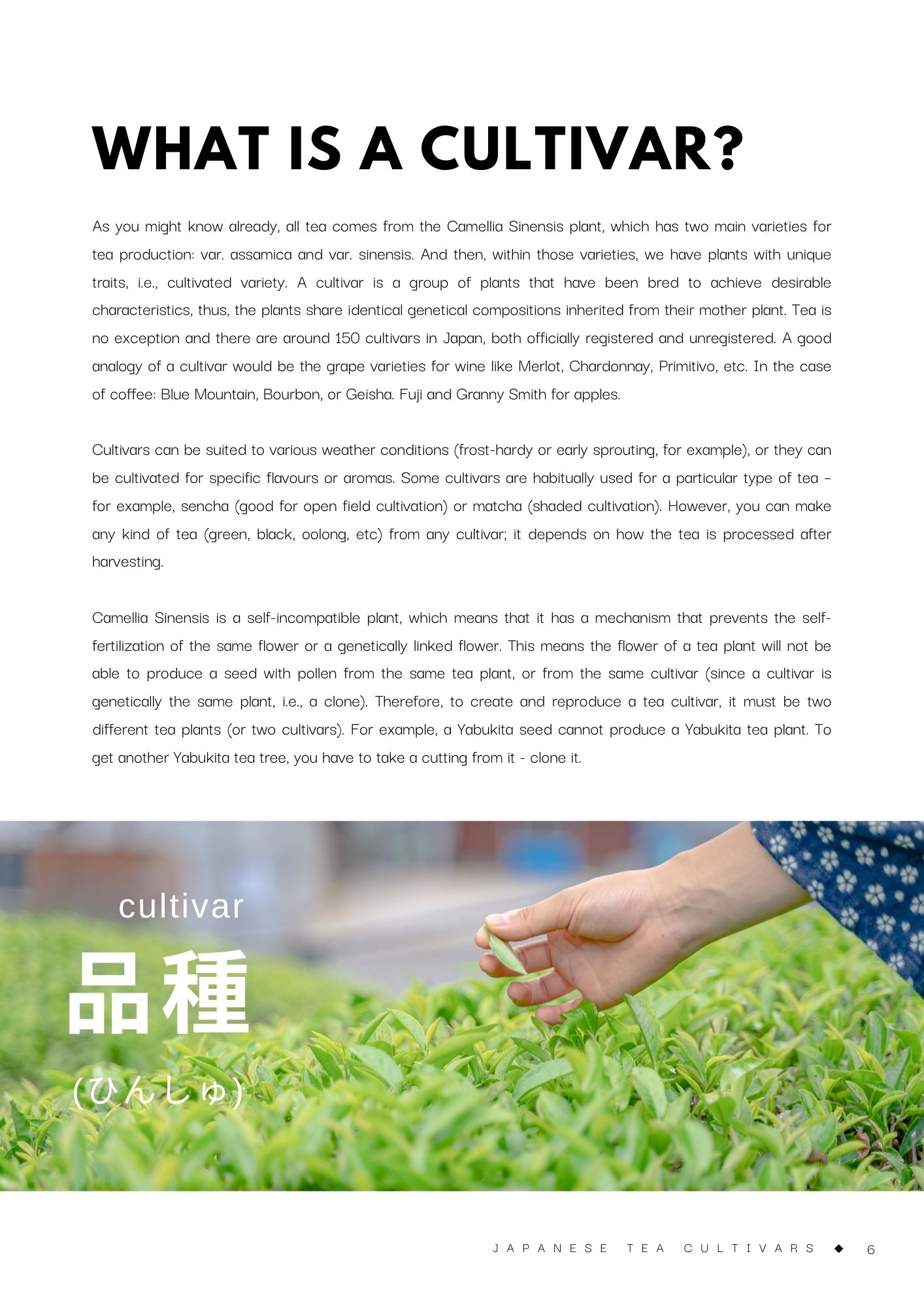 Japanese Tea Cultivars : A Short Guide – Kyoto Obubu Tea Farms
