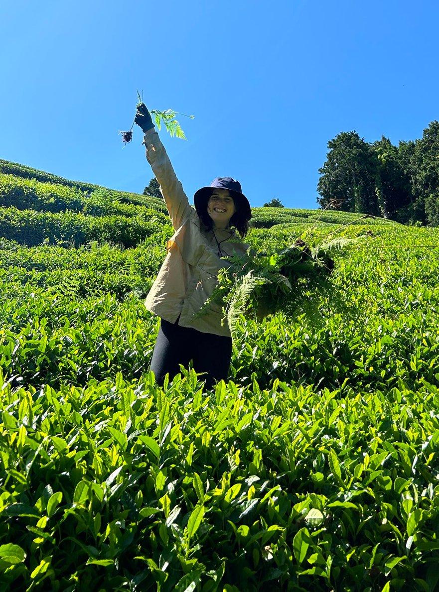 Life of an Obubu intern, 151 Itsaya Blog#1 | Kyoto Obubu Tea Farms