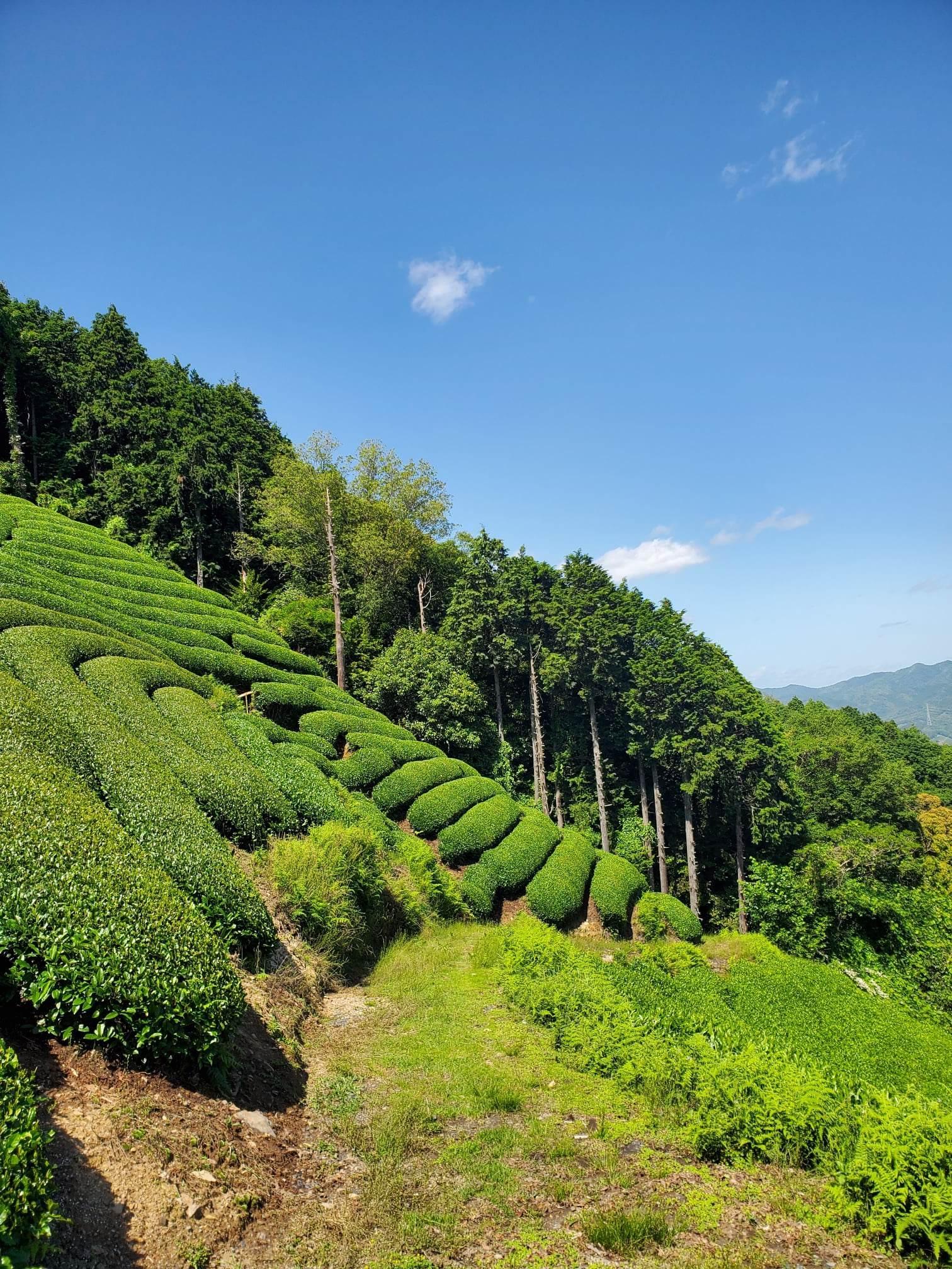 Life of an Obubu intern, 151 Itsaya Blog#1 – Kyoto Obubu Tea Farms