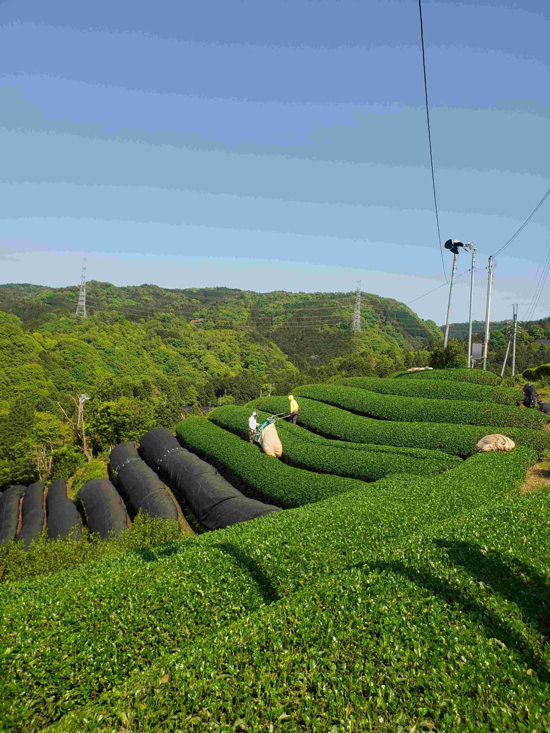 Abandoned vs maintained tea! – Kyoto Obubu Tea Farms