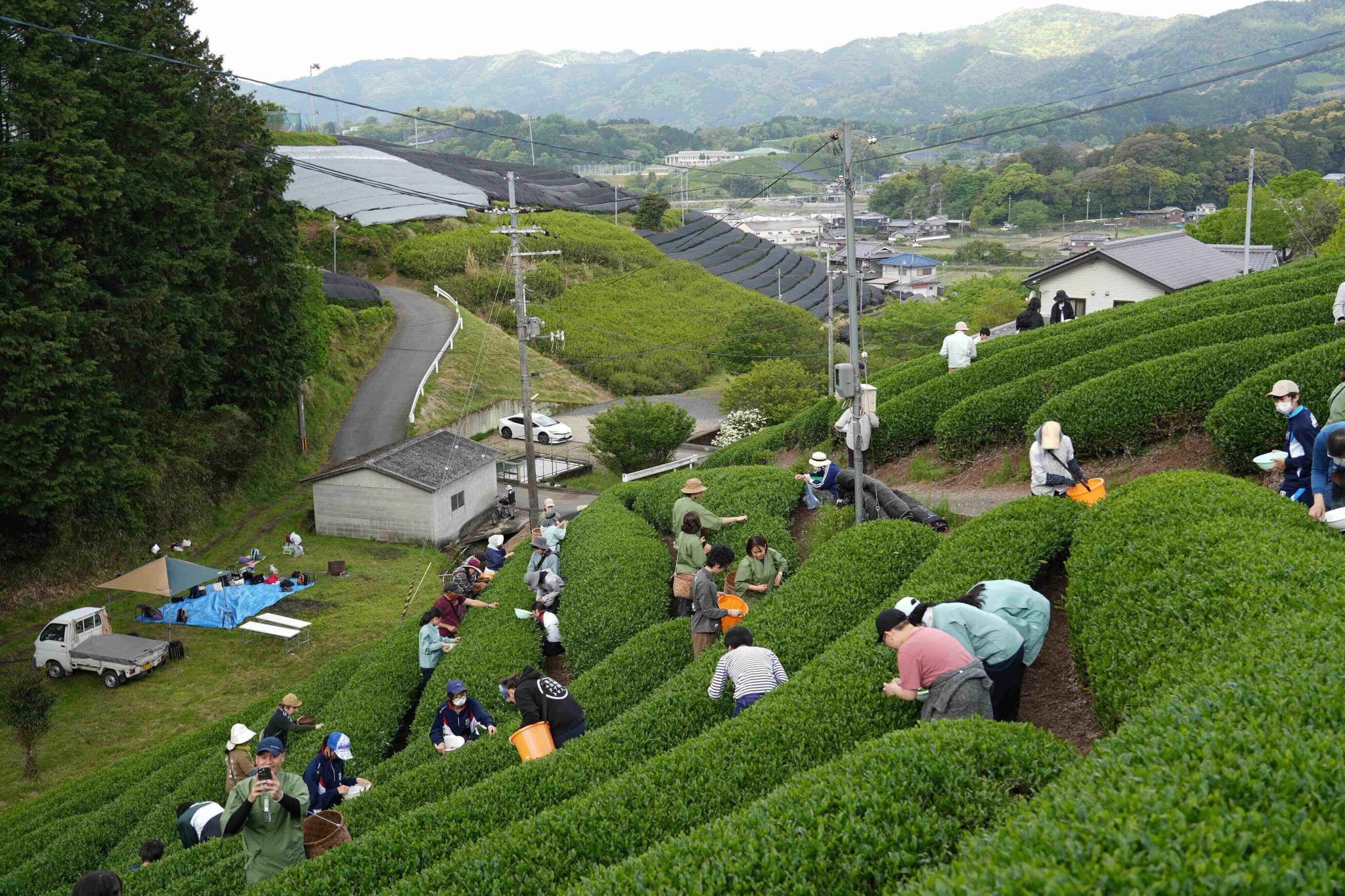 May Tea News: Handpicking for Kansai Ichi! 🌱 | Kyoto Obubu Tea Farms